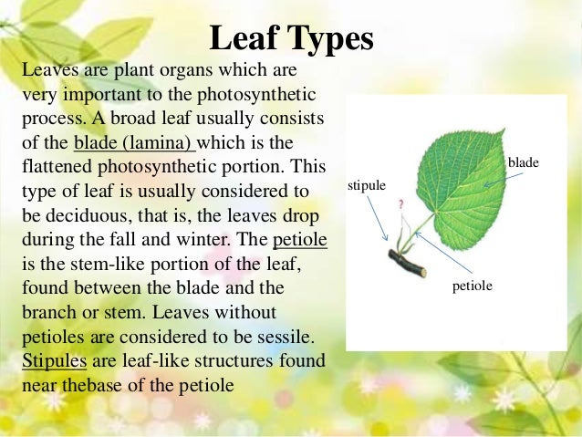 brief classification of leaves
