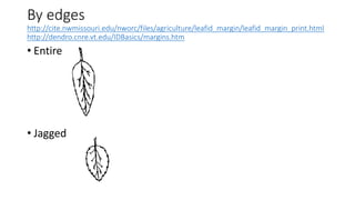 Classification of leaves | PPT