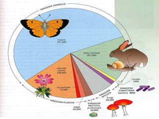 Classification of life | PPTX