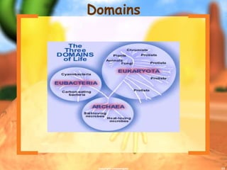 classification_of_life.ppt