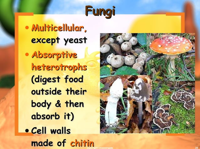 Classification of life taxonomy | PPT | Biological Sciences | Science