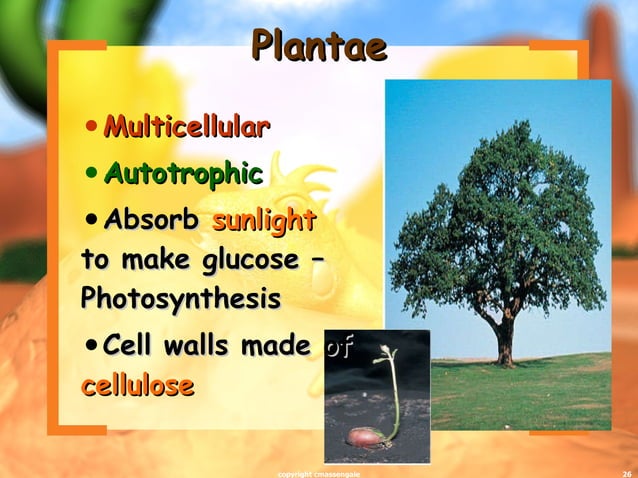 Classification of life taxonomy | PPT | Biological Sciences | Science