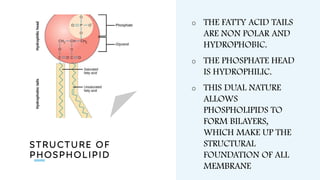 classification of lipids. simple lipids, complex lipids and derived ...