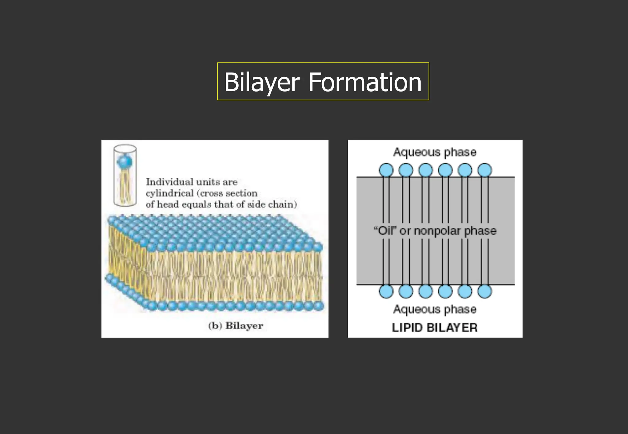 Classification of Lipids- Complete Chemistry | PDF