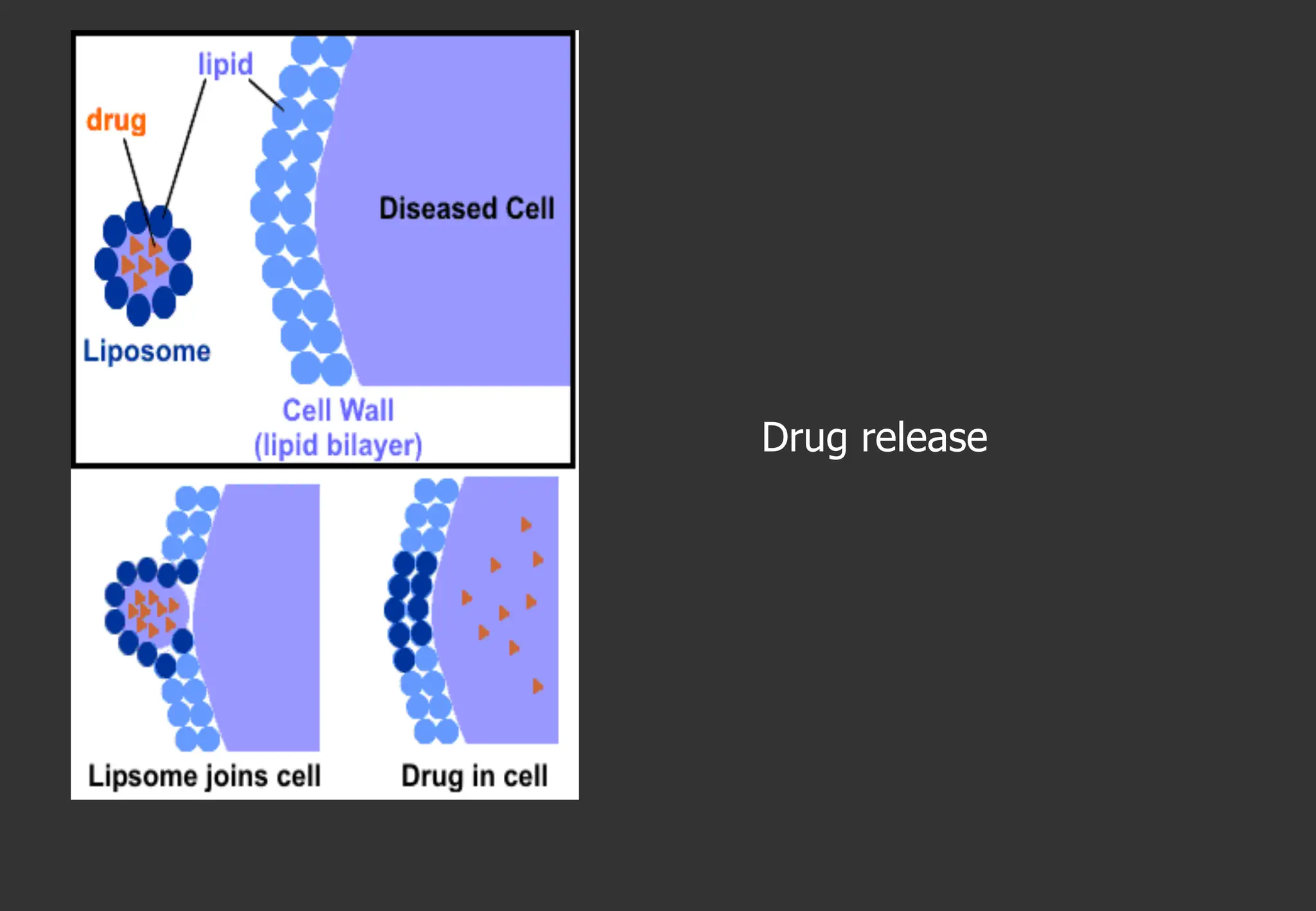 Classification of Lipids- Complete Chemistry | PDF