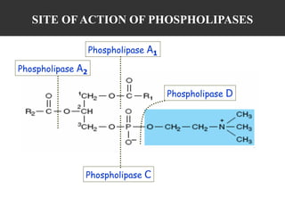 Classification of Lipids- Complete Chemistry | PDF
