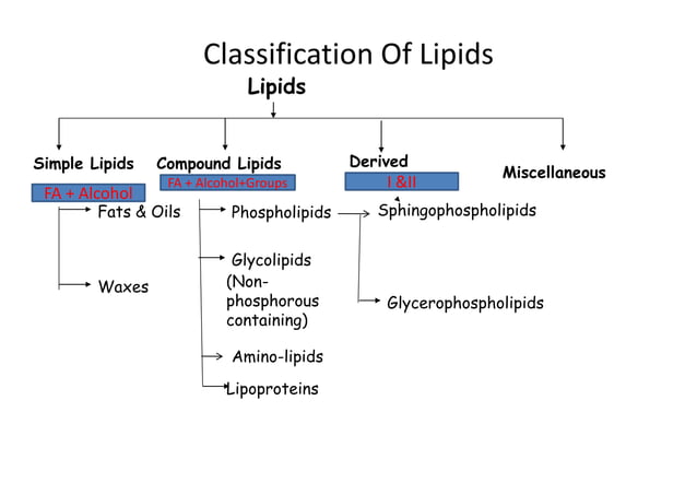 Classification of Lipids- Complete Chemistry | PDF