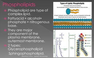 Classification of lipids | PDF