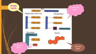 Classification of lipids.pdf