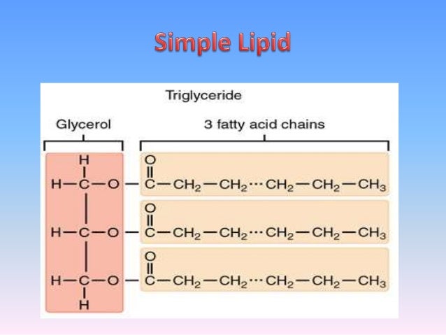 Simple Lipids Structure