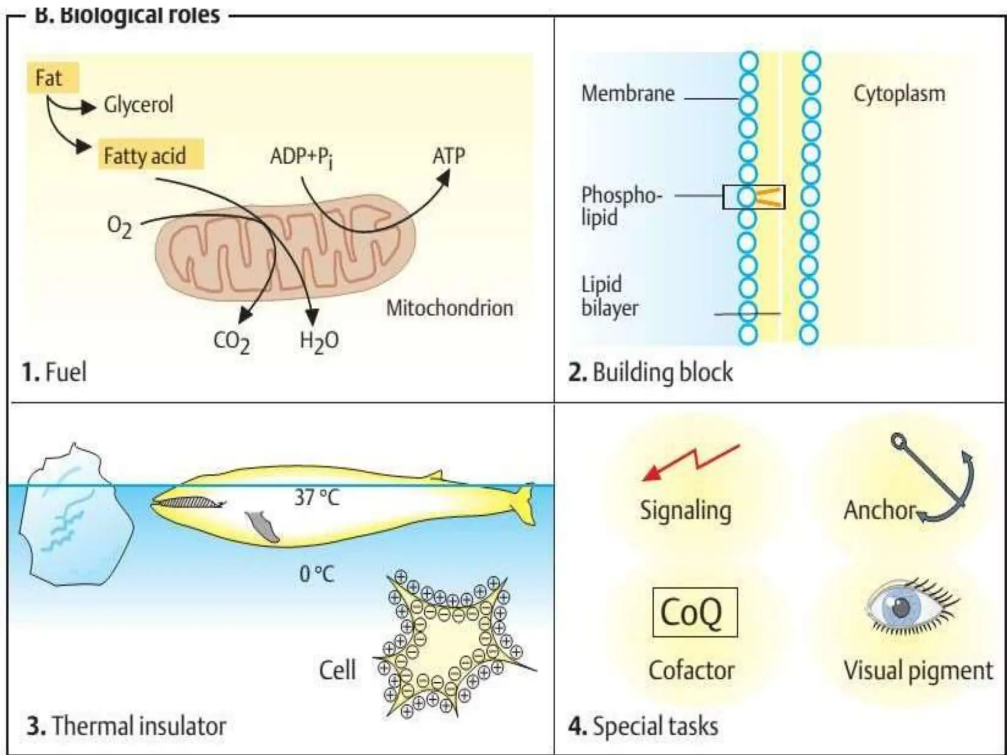 Classification of Lipids By Danish Shafi MIr.pptx
