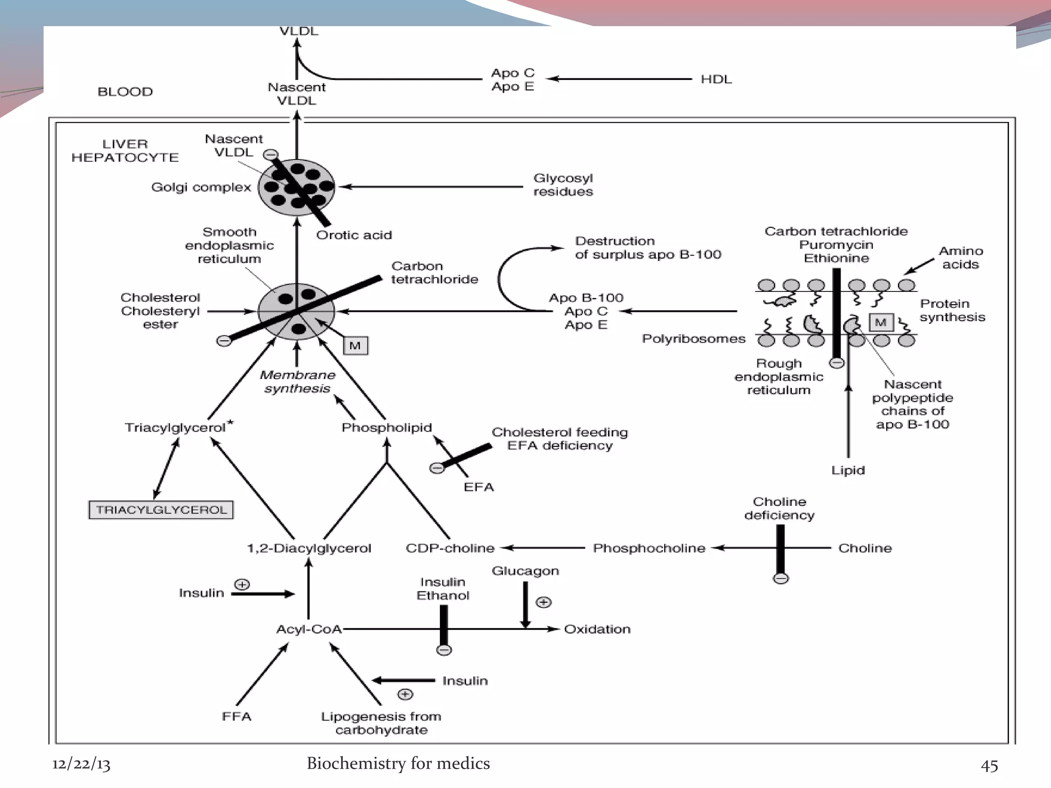 CLASSIFICATION of lipoproteins- (1).pdf