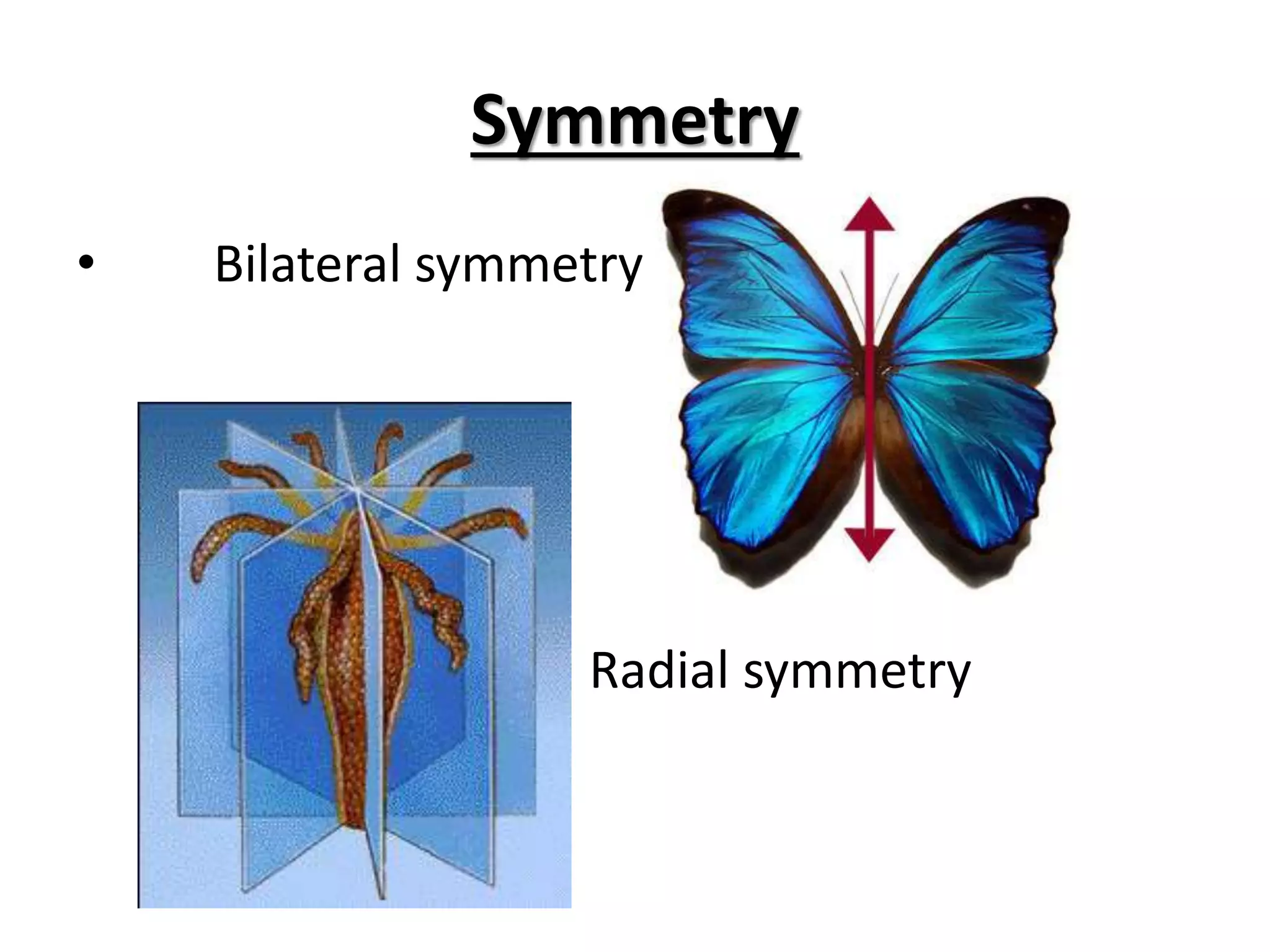 Classification of living organisms | PPTX