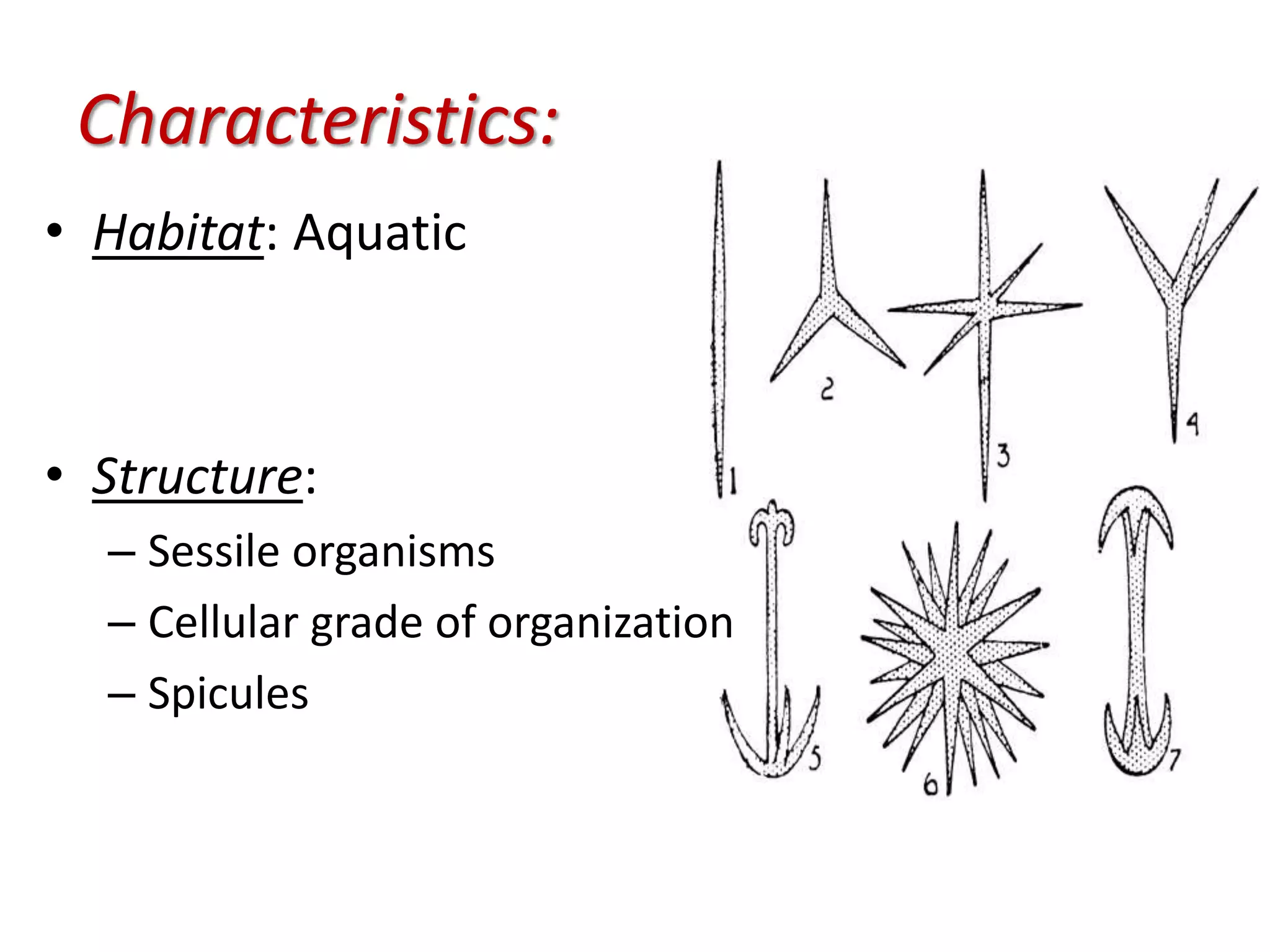 Classification of living organisms | PPTX | Zoos & Aquariums | Attractions
