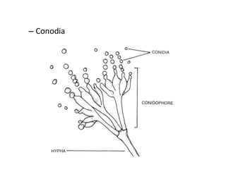 Classification of living organisms | PPTX