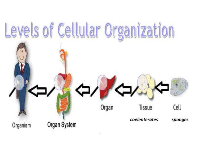 Classification of living organisms | PPTX | Zoos & Aquariums | Attractions