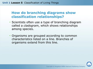 Classification of living thing holt | PPT