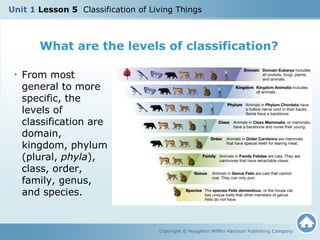Classification of living thing holt | PPT