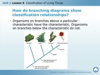 Classification Of Living Things Lessons