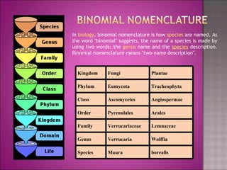 Classification Of Living Things | PPT