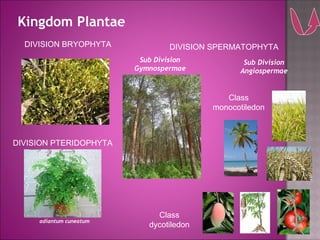 Kingdom Plantae Examples Scientific Name