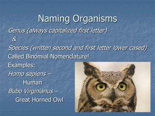 Classification of living_things | PPT