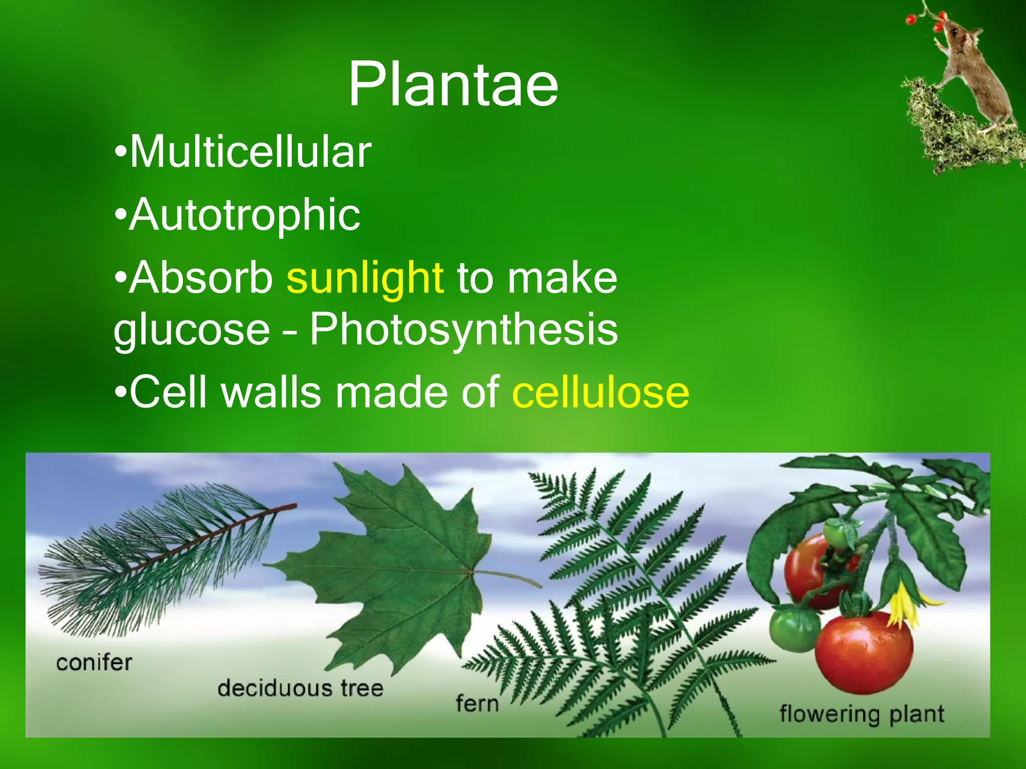 Classification of living things | PPT