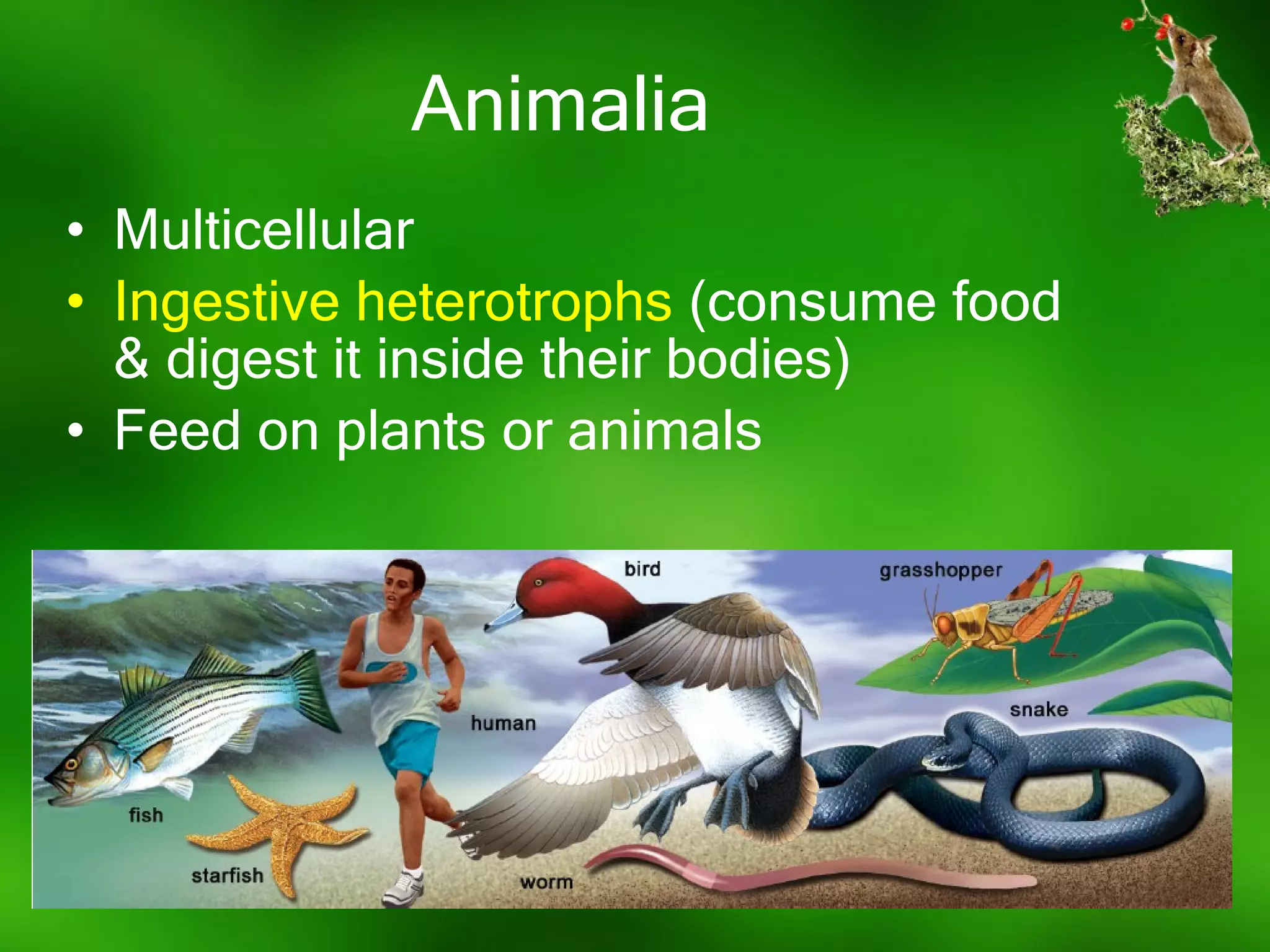 Classification of living things | PPT | Biological Sciences | Science
