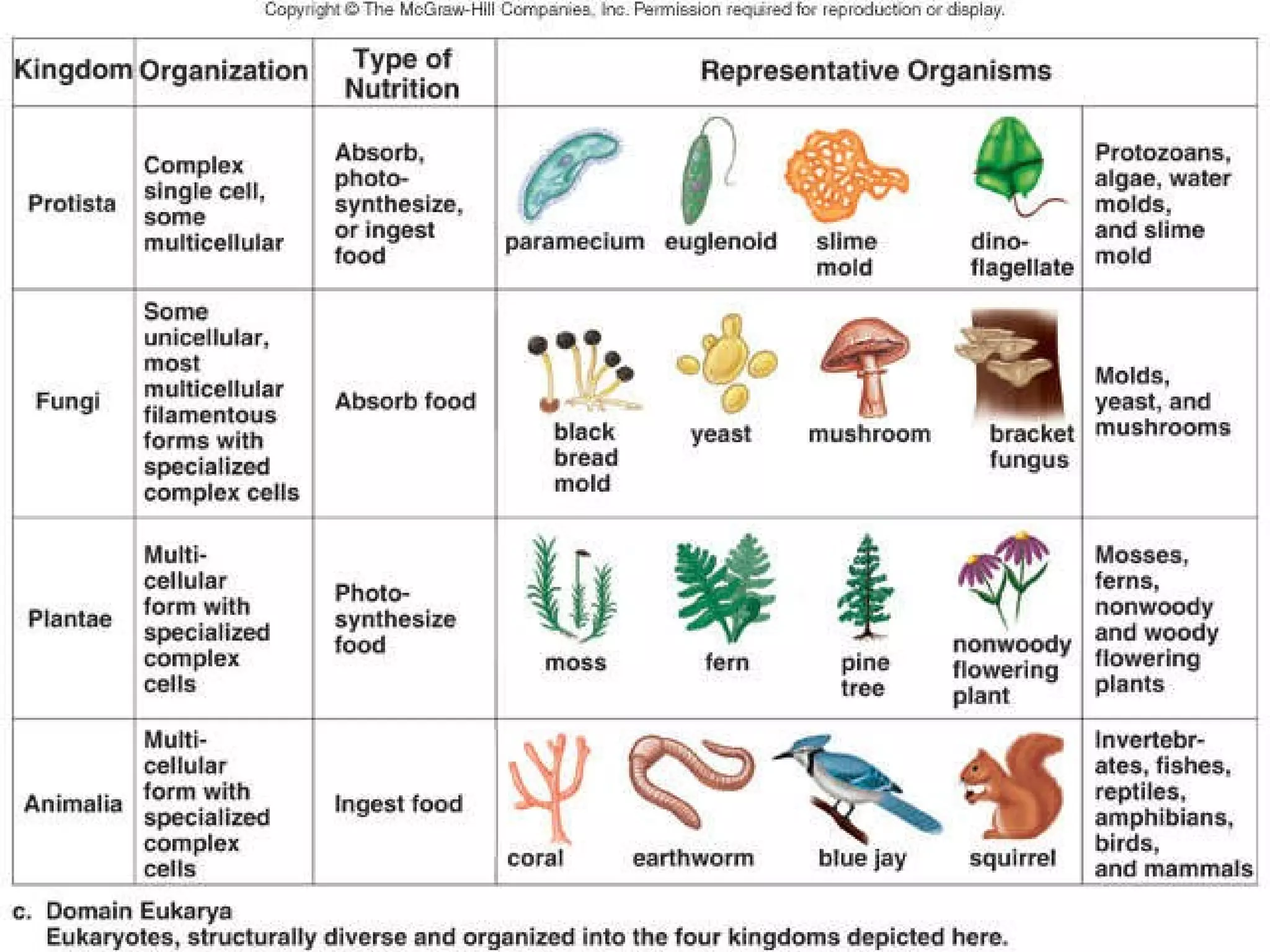 Classification of living things | PPT