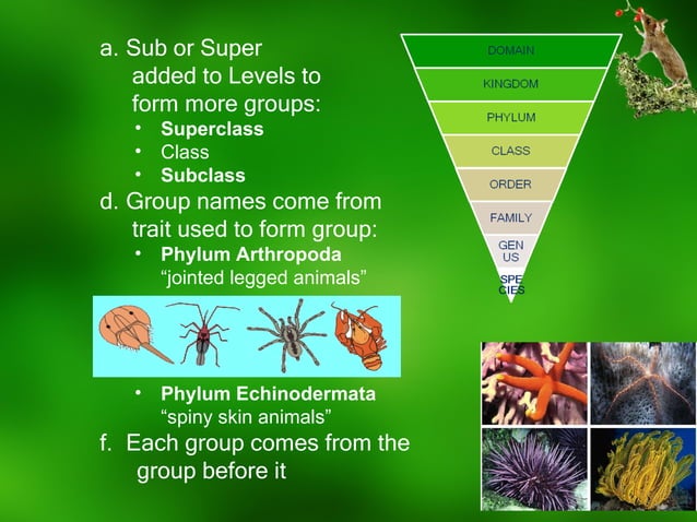 Classification of living things | PPT | Biological Sciences | Science