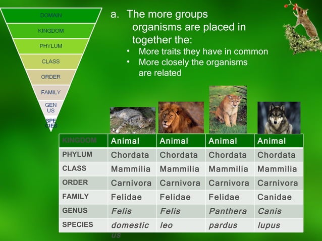 Classification of living things | PPT | Biological Sciences | Science