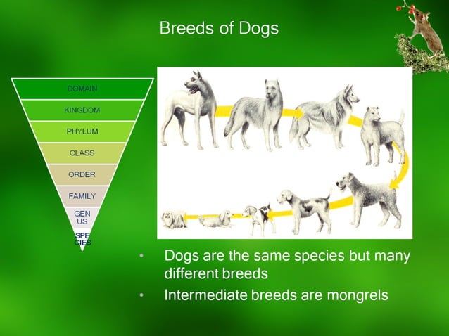 Classification of living things | PPT | Biological Sciences | Science