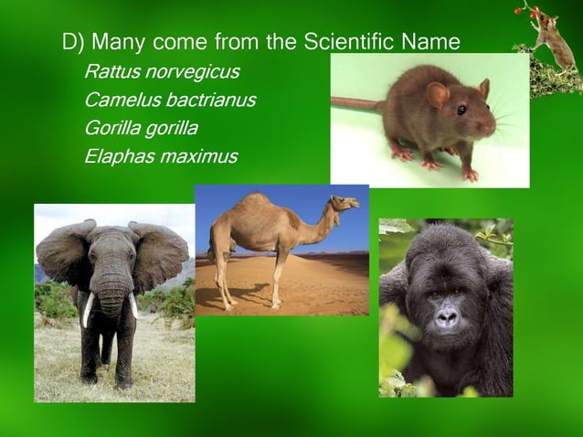 Classification of living things | PPT | Biological Sciences | Science