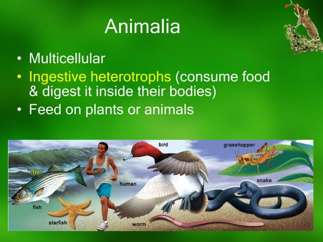 Classification of living things | PPT | Biological Sciences | Science