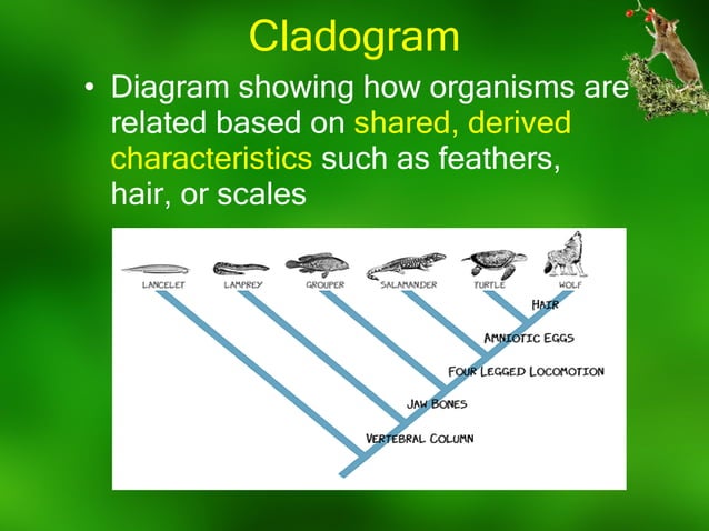 Classification of living things | PPT | Biological Sciences | Science