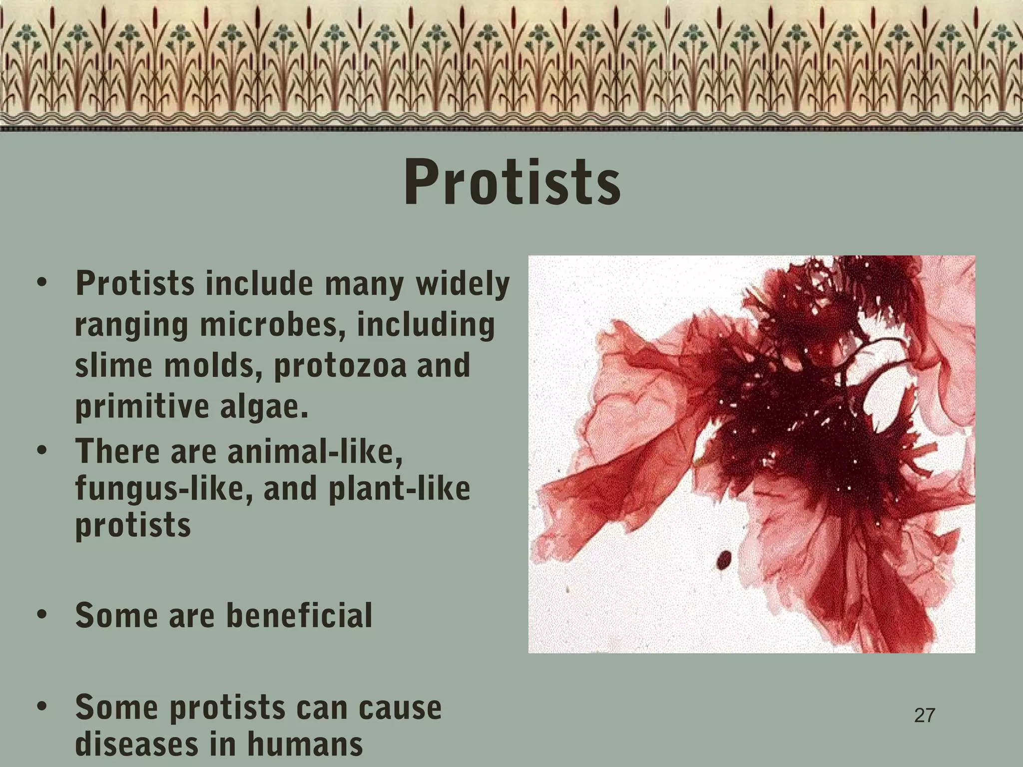 Classification of Living Things | PPT