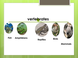 Classification of living things | PPTX