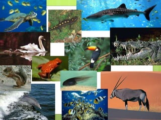 Classification of living things | PPTX