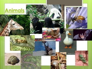 Classification of living things | PPTX