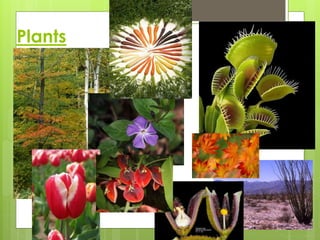 Classification of living things | PPTX