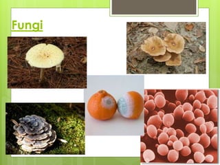 Classification of living things | PPTX