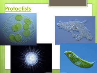 Classification of living things | PPTX