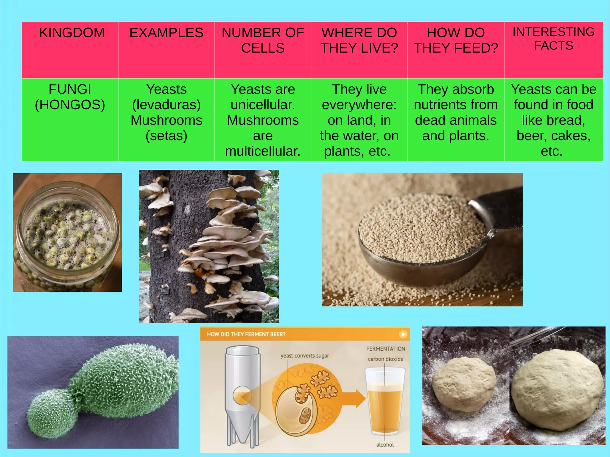 Classification of living things | PDF