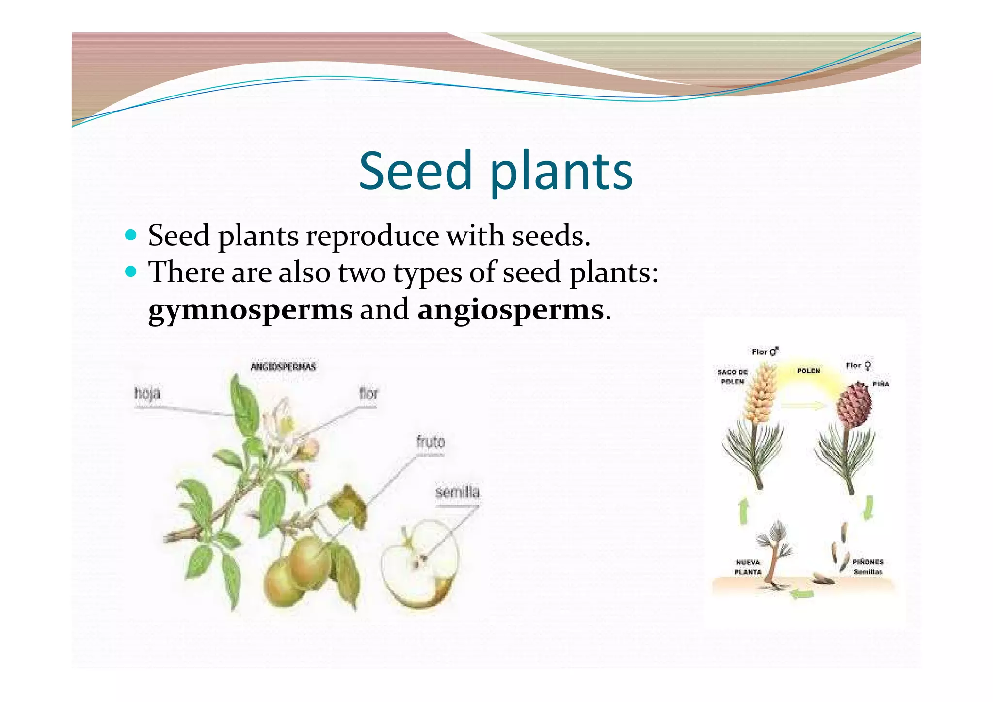 Classification of living things | PDF
