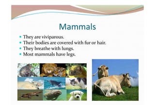Classification of living things | PPT