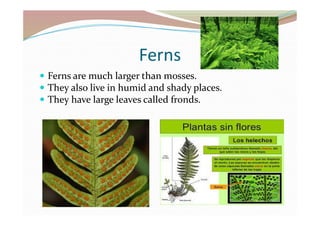 Classification of living things | PPT