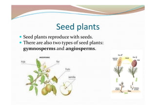 Classification of living things | PPT