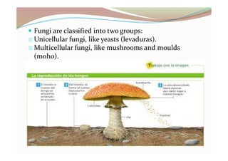 Classification of living things | PPT