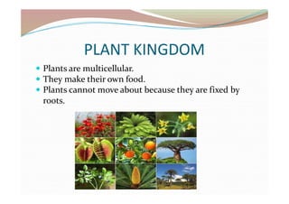 Classification of living things | PDF
