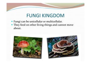 Classification of living things | PDF
